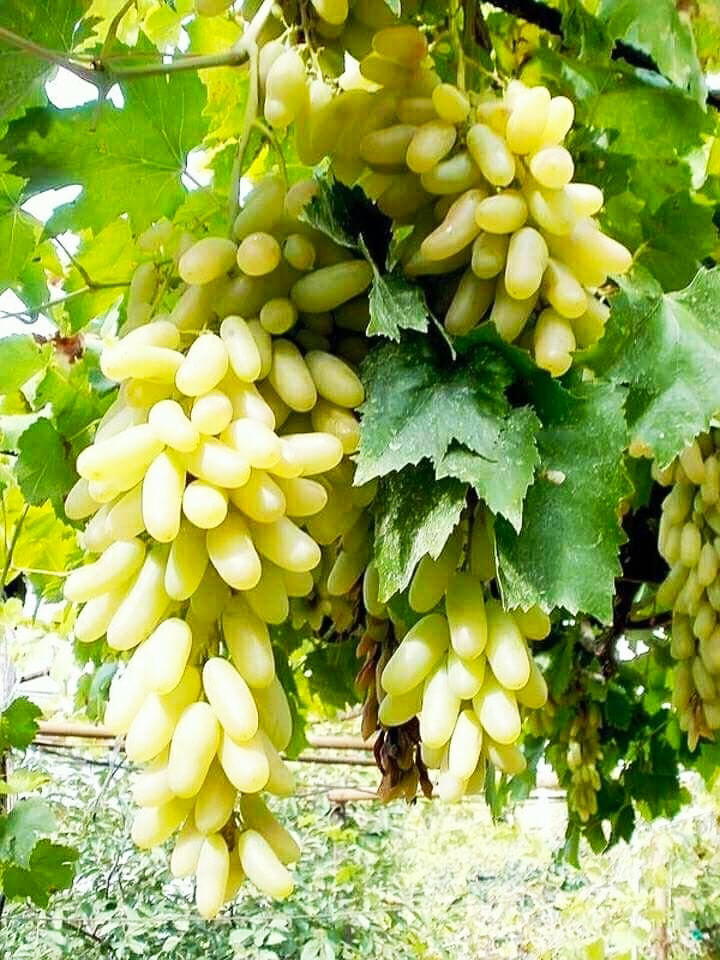 Grapes - JJ Agrofarm