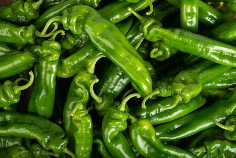 Green Chillies - JJ Agrofarm